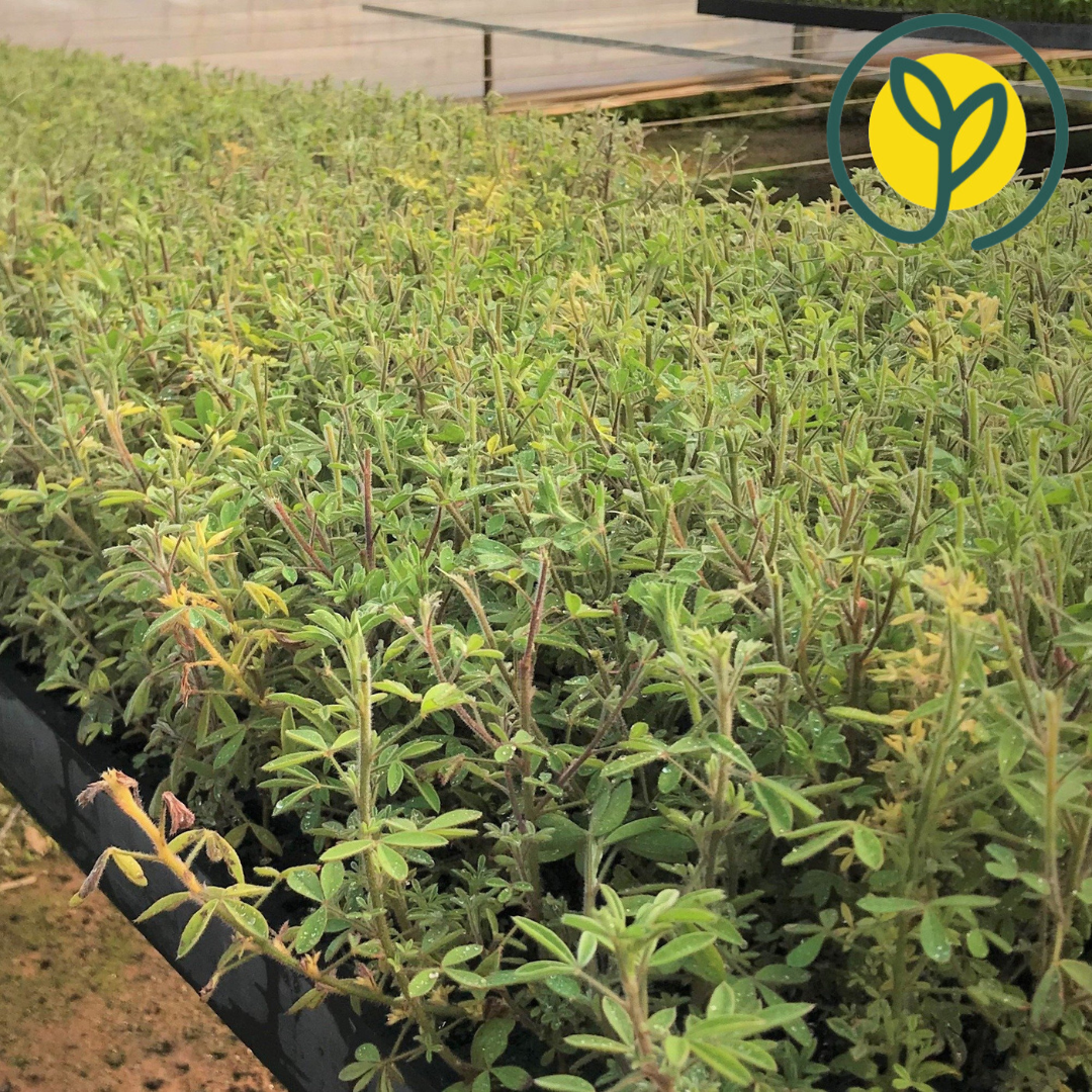 Beyond Fodder: Exploring the Many Benefits of Tree Lucerne (Tagasaste ...