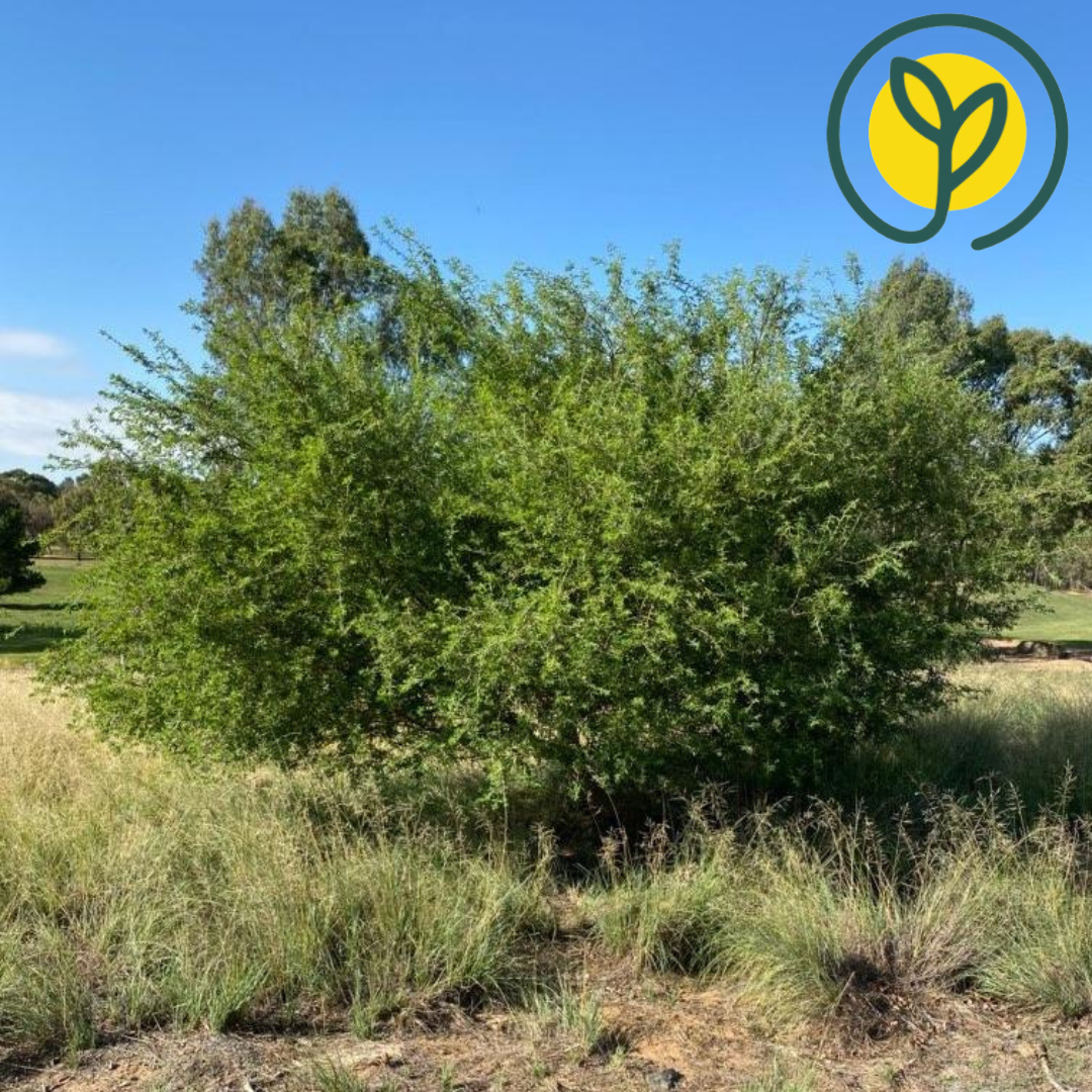 What is Tree Lucerne? An Introduction to Tagasaste for Sustainable Fod ...