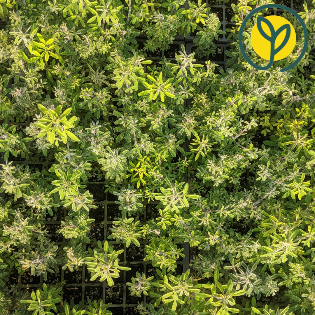 How to Grow and Care for Tree Lucerne: A Step-by-Step Guide – Florance ...