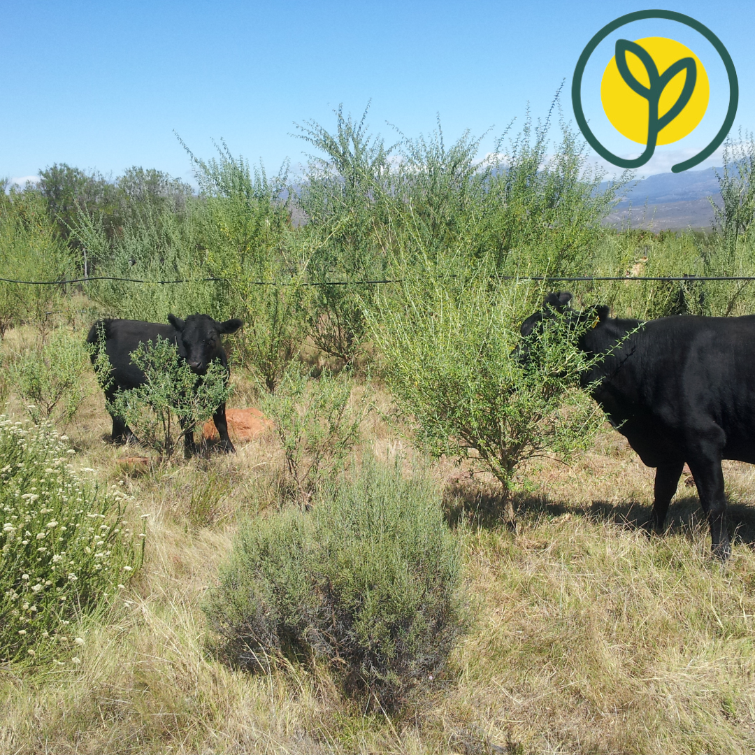 Tree Lucerne (aka Tagasaste) Seedlings – Florance Farms