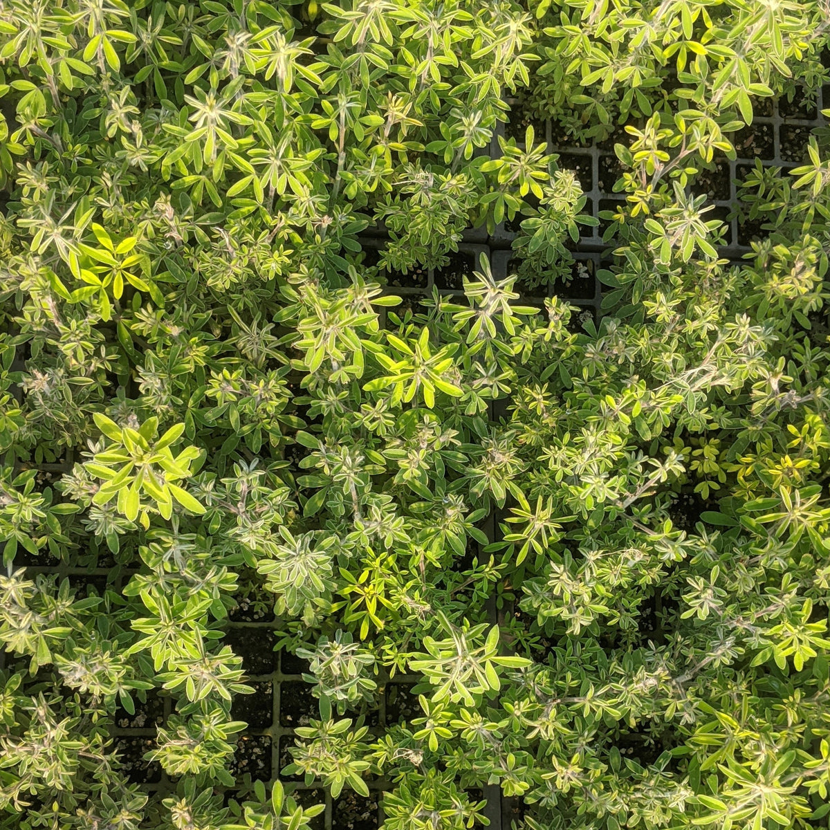 Tree Lucerne (aka Tagasaste) Seedlings – Florance Farms