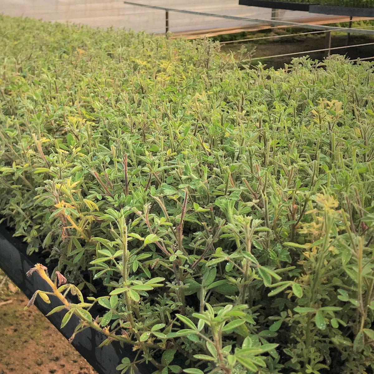 Tree Lucerne (aka Tagasaste) Seedlings – Florance Farms